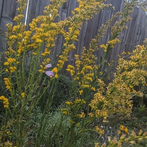 Seaside Goldenrod (solidago Sempervirens) Seeds - Native Wildflower ...