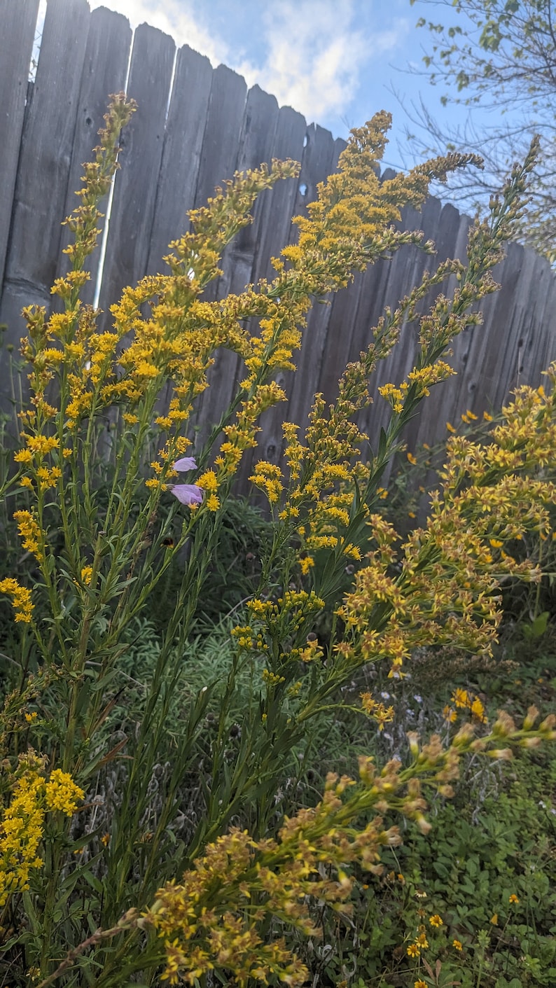 Seaside Goldenrod solidago Sempervirens Seeds Native Wildflower Texas ...