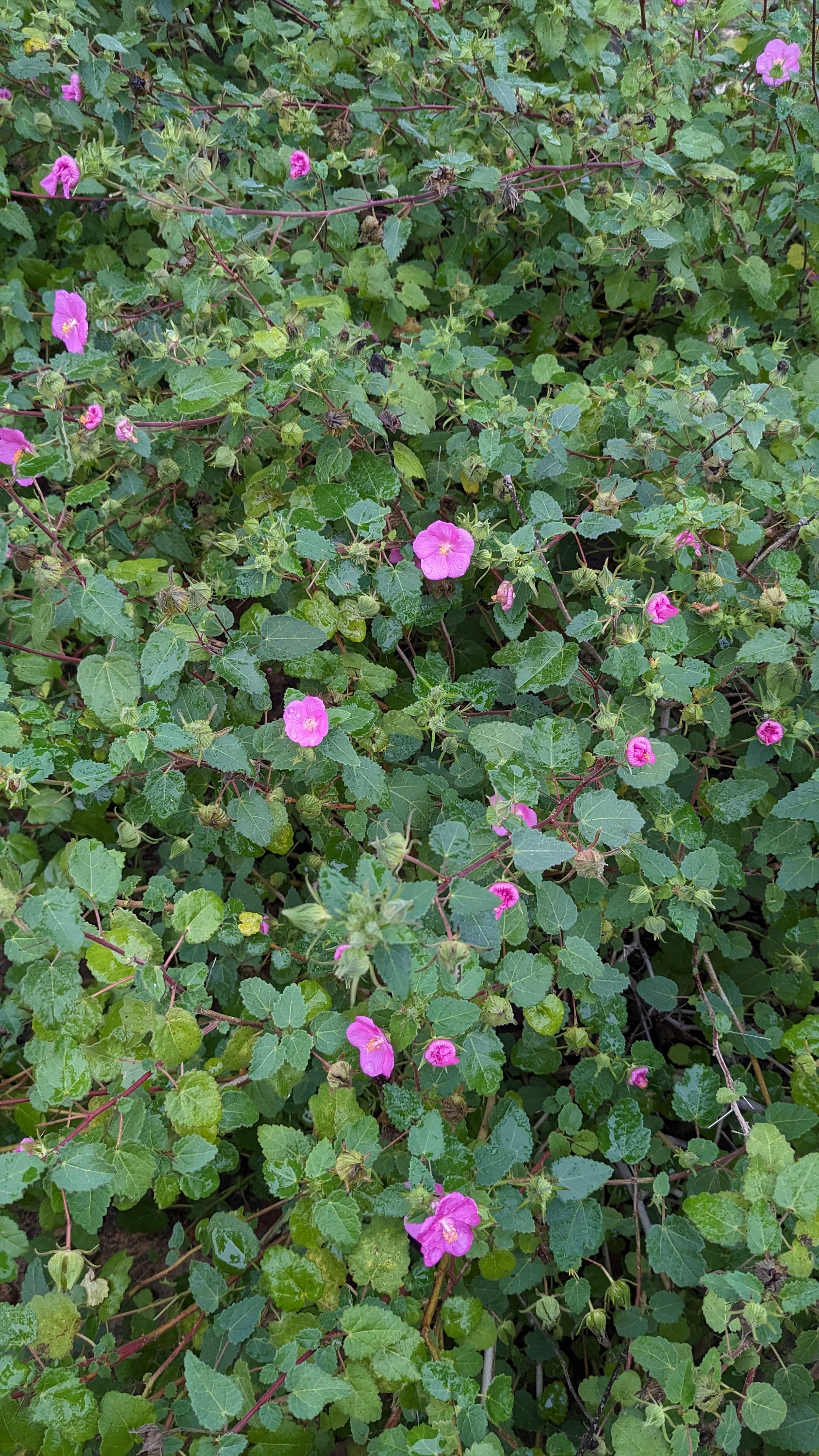 Texas Rock Rose pavonia Lasiopetala Seeds Native Wildflower Texas ...