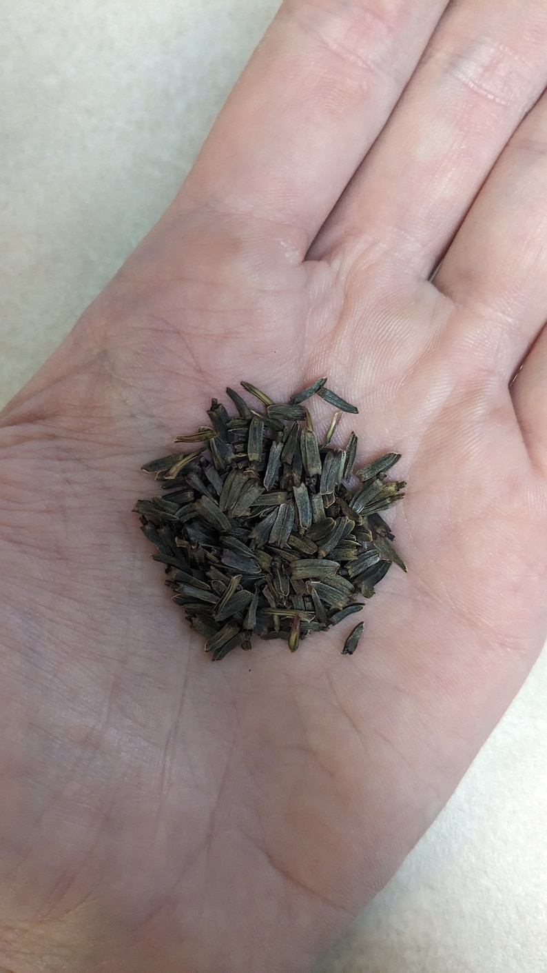 Texas Coneflower (rudbeckia Texana) Seeds - Native Wildflower - Texas ...
