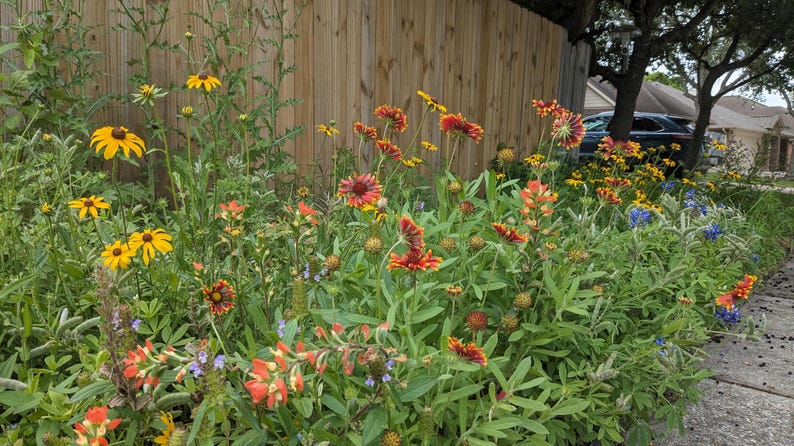 Prairie Firewheel (gaillardia Aestivalis) Seeds - Lanceleaf ...