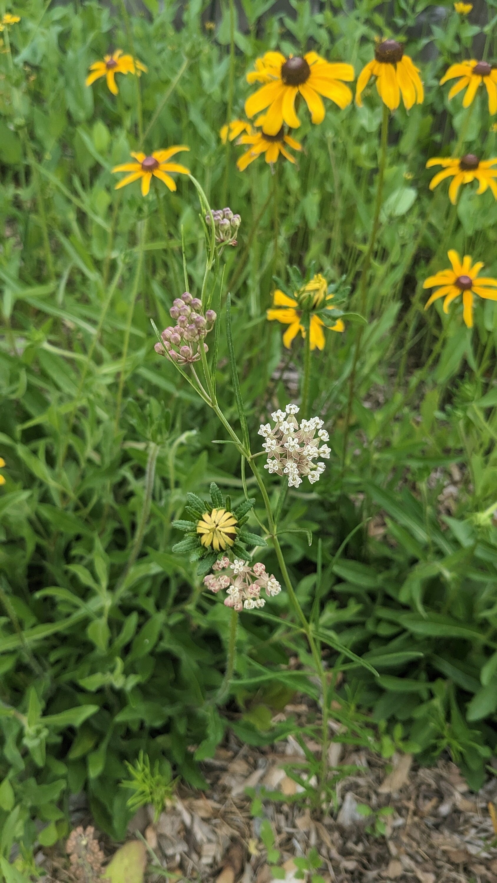 Slim Milkweed (asclepias Linearis) Seeds - Native Milkweed - Native ...