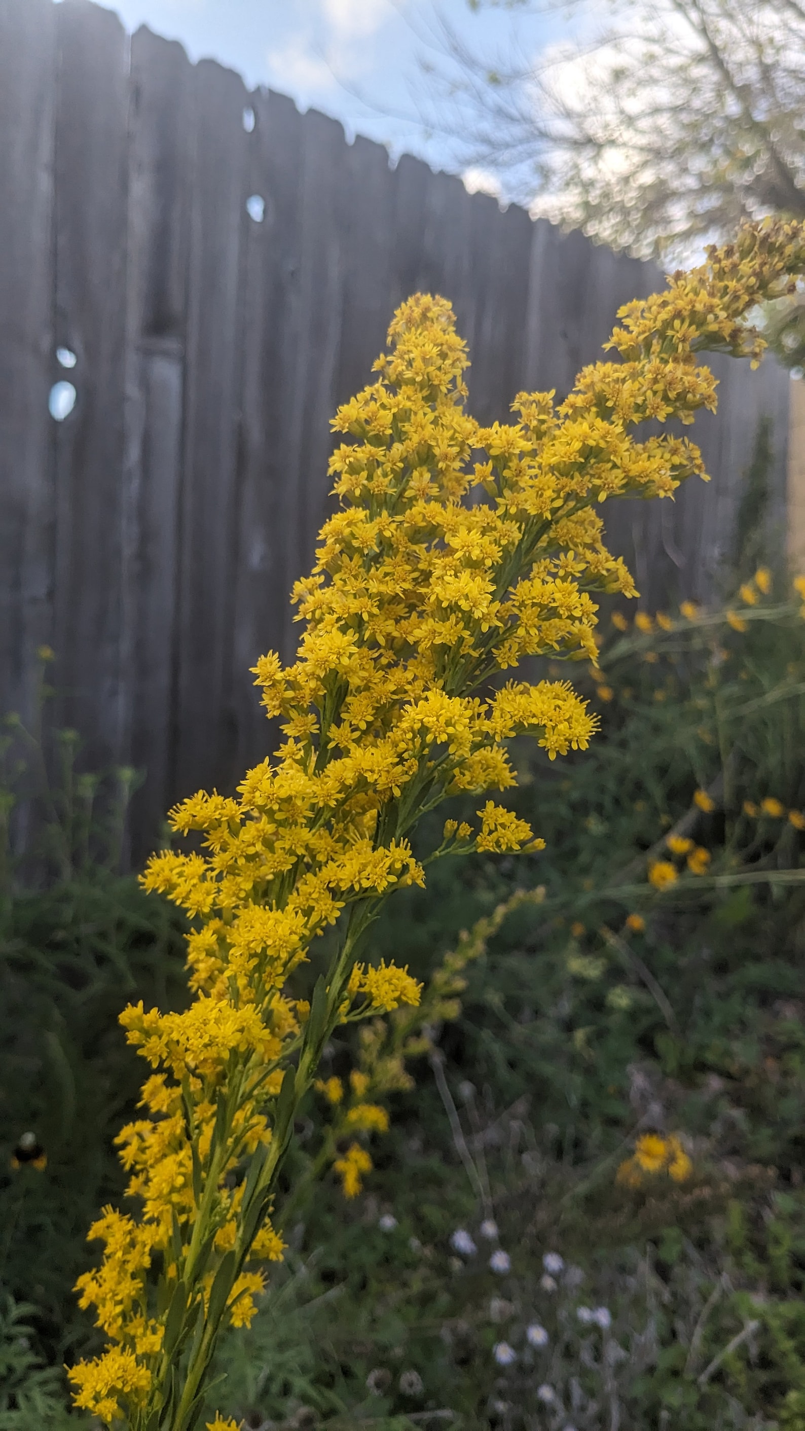 Seaside Goldenrod solidago Sempervirens Seeds Native Wildflower Texas ...