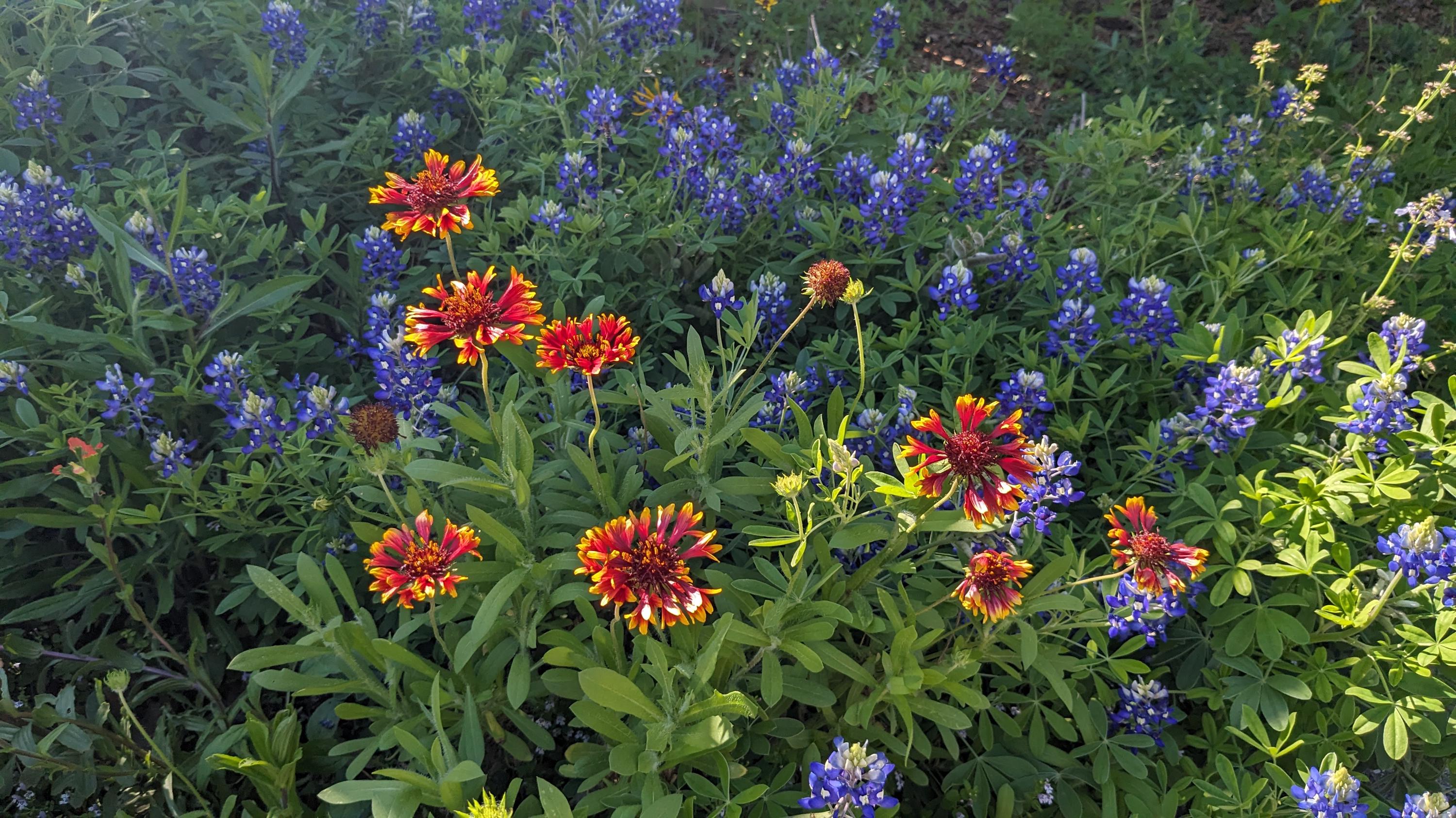 Prairie Firewheel (gaillardia Aestivalis) Seeds - Lanceleaf ...