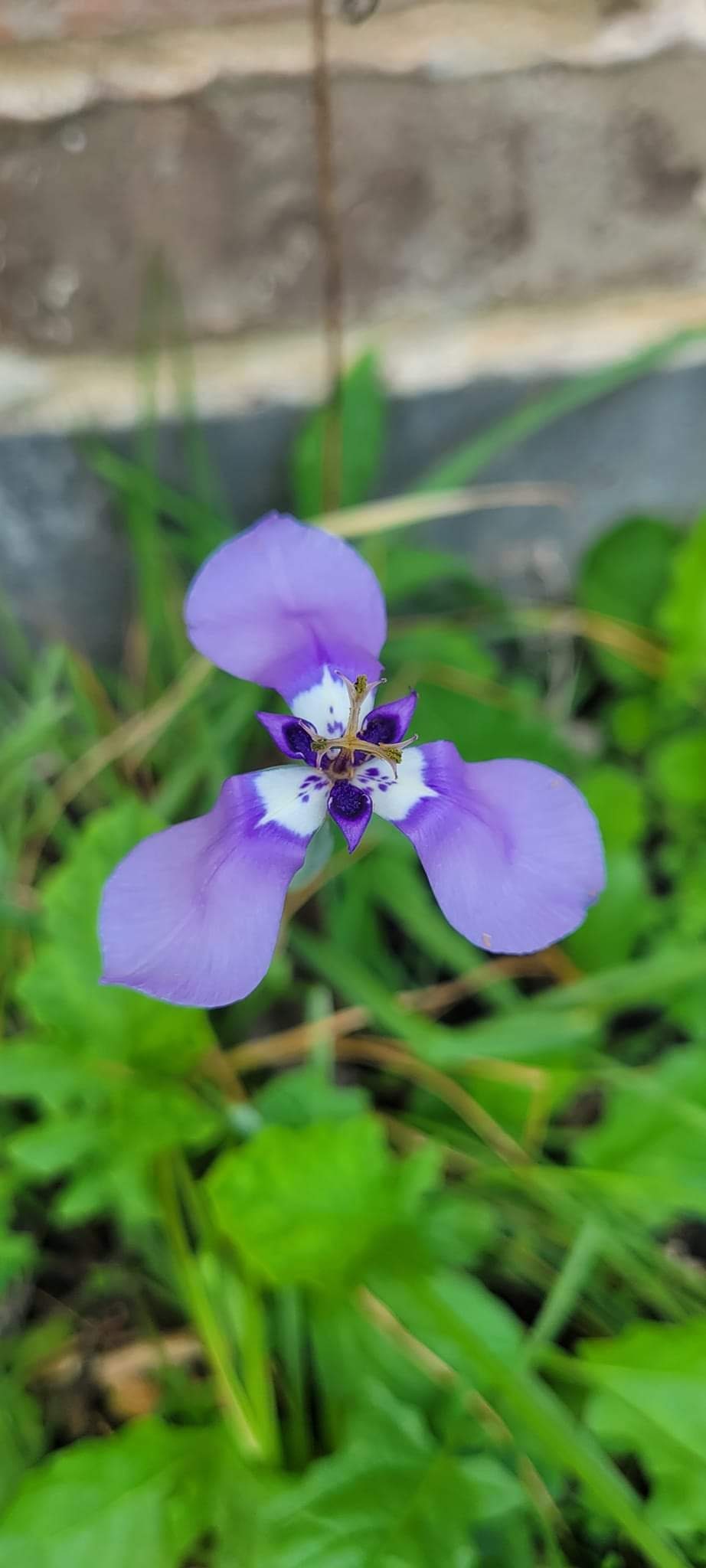 Prairie Nymph herbertia Lahue Seeds Native Wildflower Texas Wildflower ...
