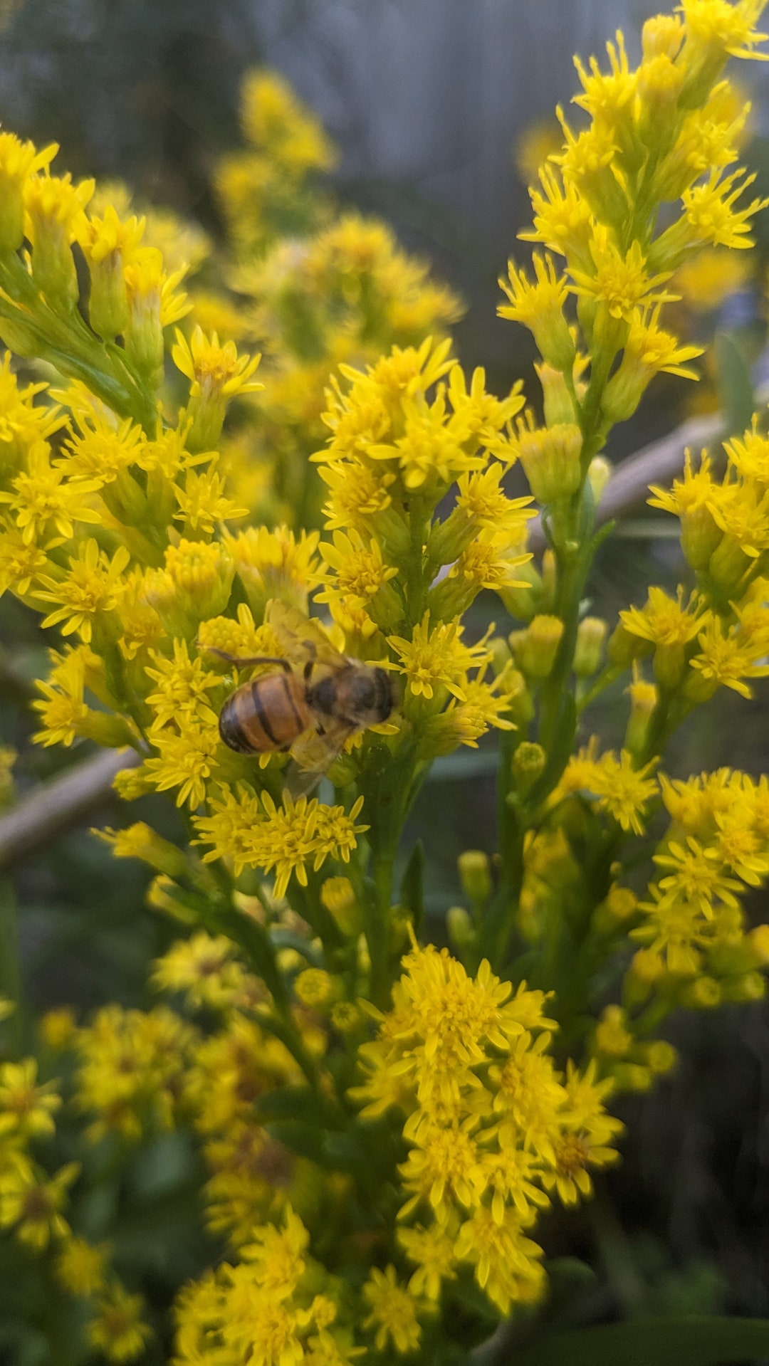 Seaside Goldenrod (solidago Sempervirens) Seeds - Native Wildflower ...