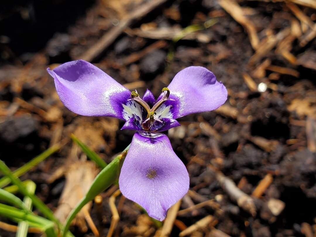 Prairie Nymph herbertia Lahue Seeds Native Wildflower Texas Wildflower ...