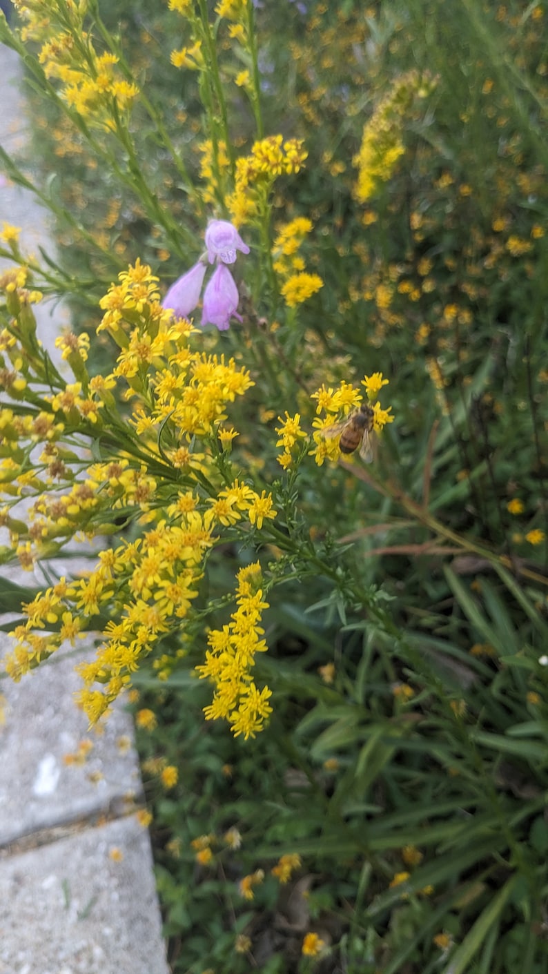 Seaside Goldenrod (solidago Sempervirens) Seeds - Native Wildflower ...