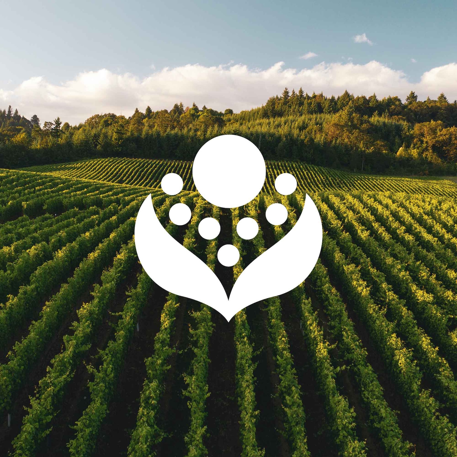 Plant Logo, Sun Grain Herbs Logo — Premade Custom Logo, Logomark Icon ...