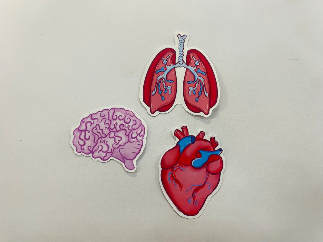 Human Organs Stickers Anatomical Human Heart Lungs Brain Decals Gift - Etsy
