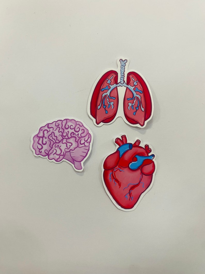 Human Organs Stickers Anatomical Human Heart Lungs Brain Decals Gift - Etsy
