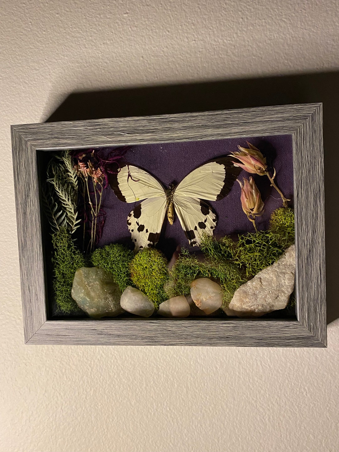 Real Butterfly Taxidermy Shadow Box - Etsy