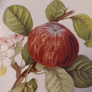 Vintage Portmeirion Pomona Oval Baking Dish the Hoary Morning Apple ...