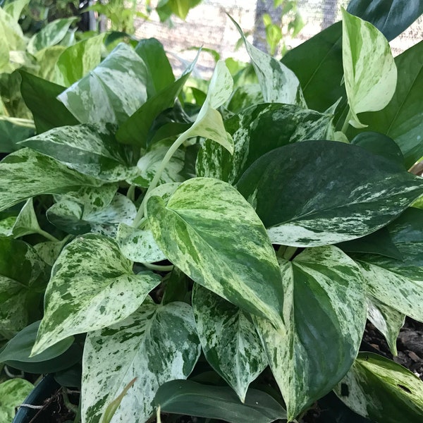 Teruno Pothos - Etsy