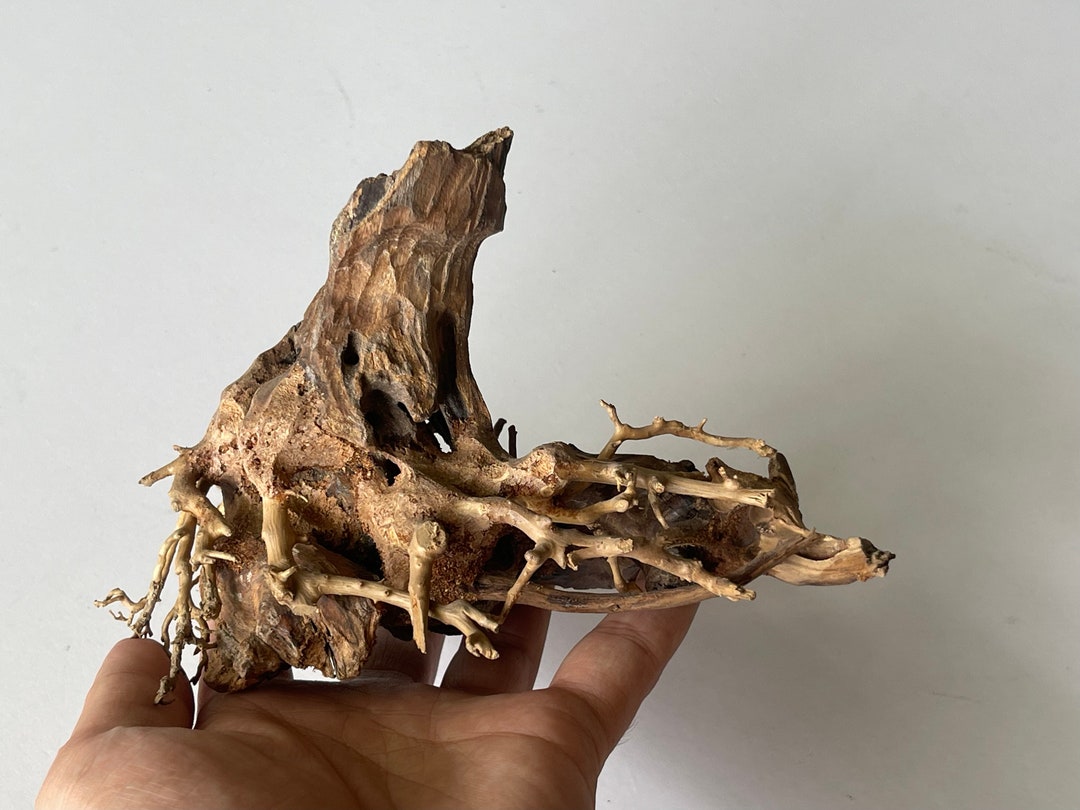 Bonsai Driftwood Wood Stump Trunk Root for Aquarium 417 - Etsy
