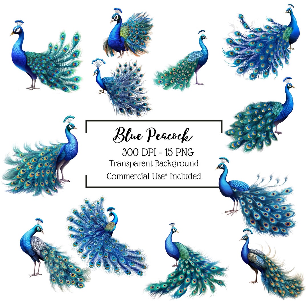 Peacock Clipart Bundle, Peacock PNG, Peacock Gift for Nursery, Digital ...