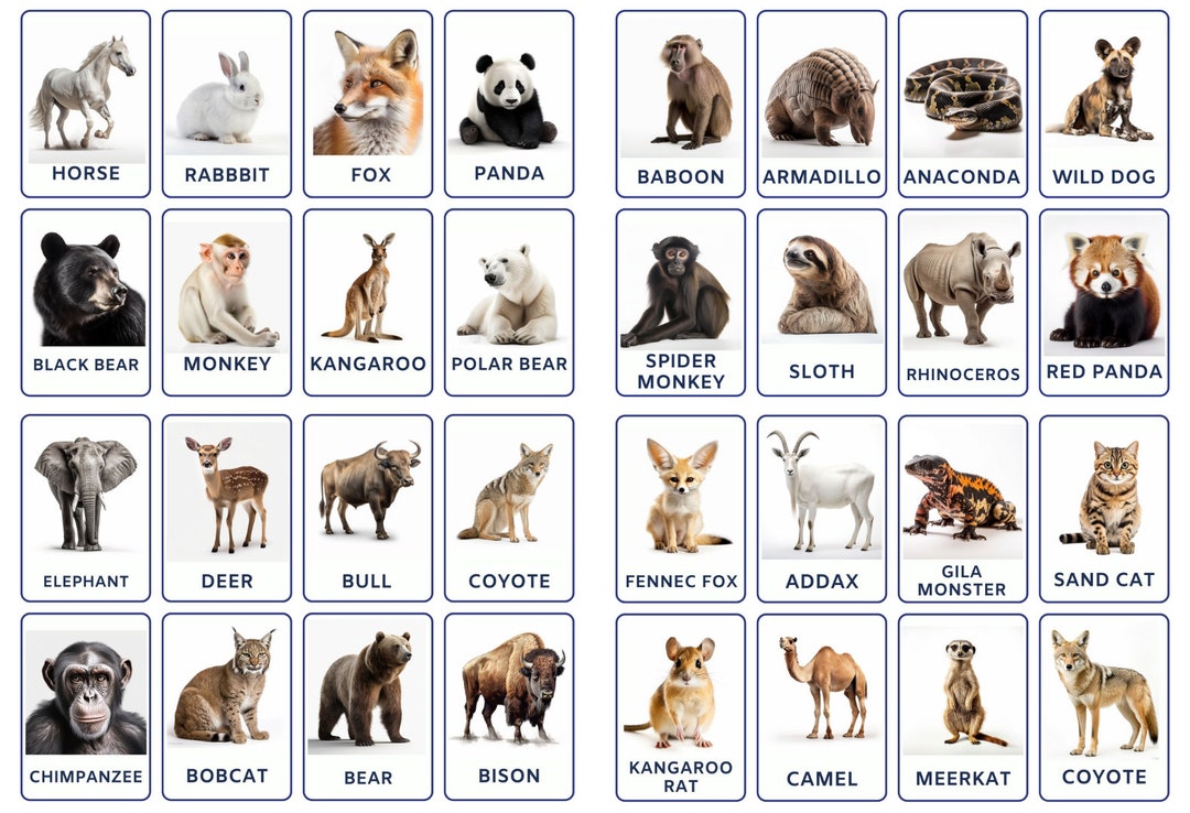 Flashcard Bundle of African Adventure Bundle Includes Desert Animals ...