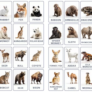 Flashcard Bundle of African Adventure Bundle Includes Desert Animals ...