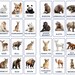 Flashcard Bundle of African Adventure Bundle Includes Desert Animals ...