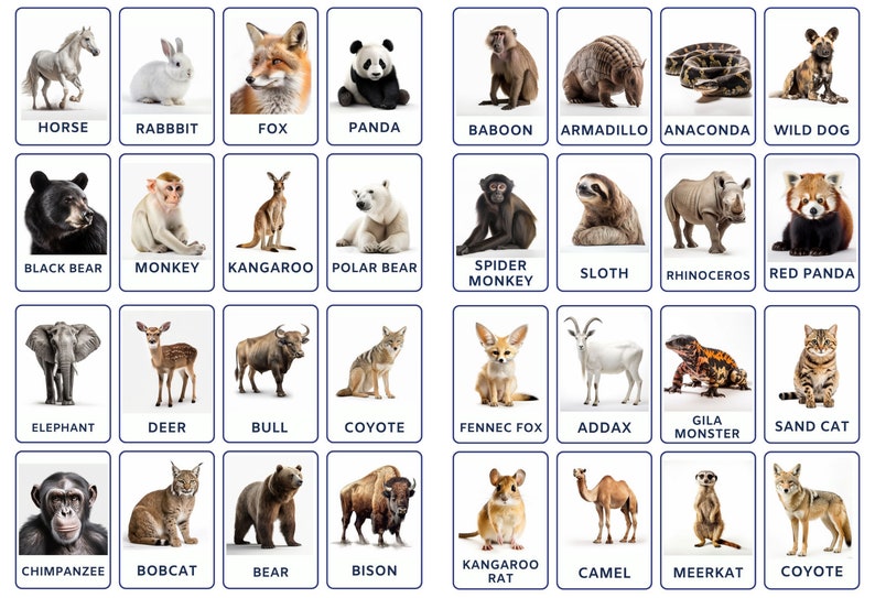 Flashcard Bundle of African Adventure Bundle Includes Desert Animals ...