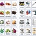 Flashcard Bundle of Kitchen and Tools Bundle Includes Vegetables, in ...