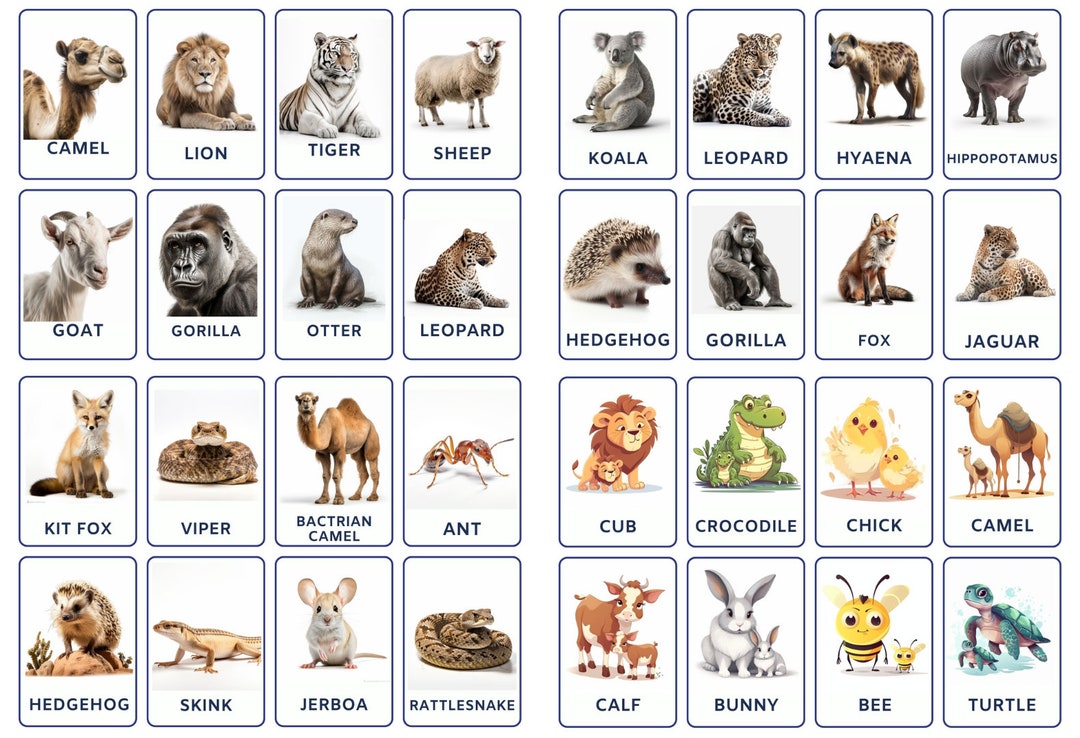 Flashcard Bundle of Wildlife Diversity Includes Australian Animals ...