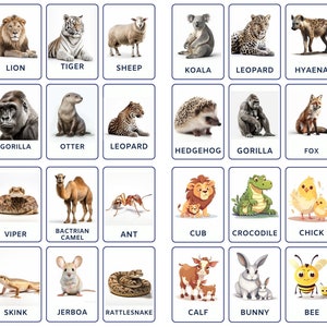 Flashcard Bundle of Wildlife Diversity Includes Australian Animals ...