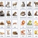 Flashcard Bundle of Wildlife Diversity Includes Australian Animals ...