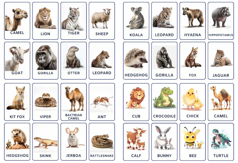 Flashcard Bundle of Wildlife Diversity Includes Australian Animals ...