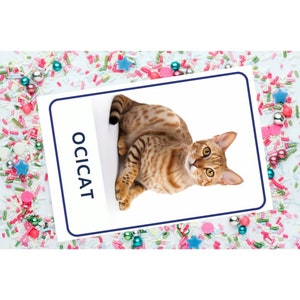 32 Cats Breed Flashcards, Kids Printable, Nomenclature Cards, Toddler ...