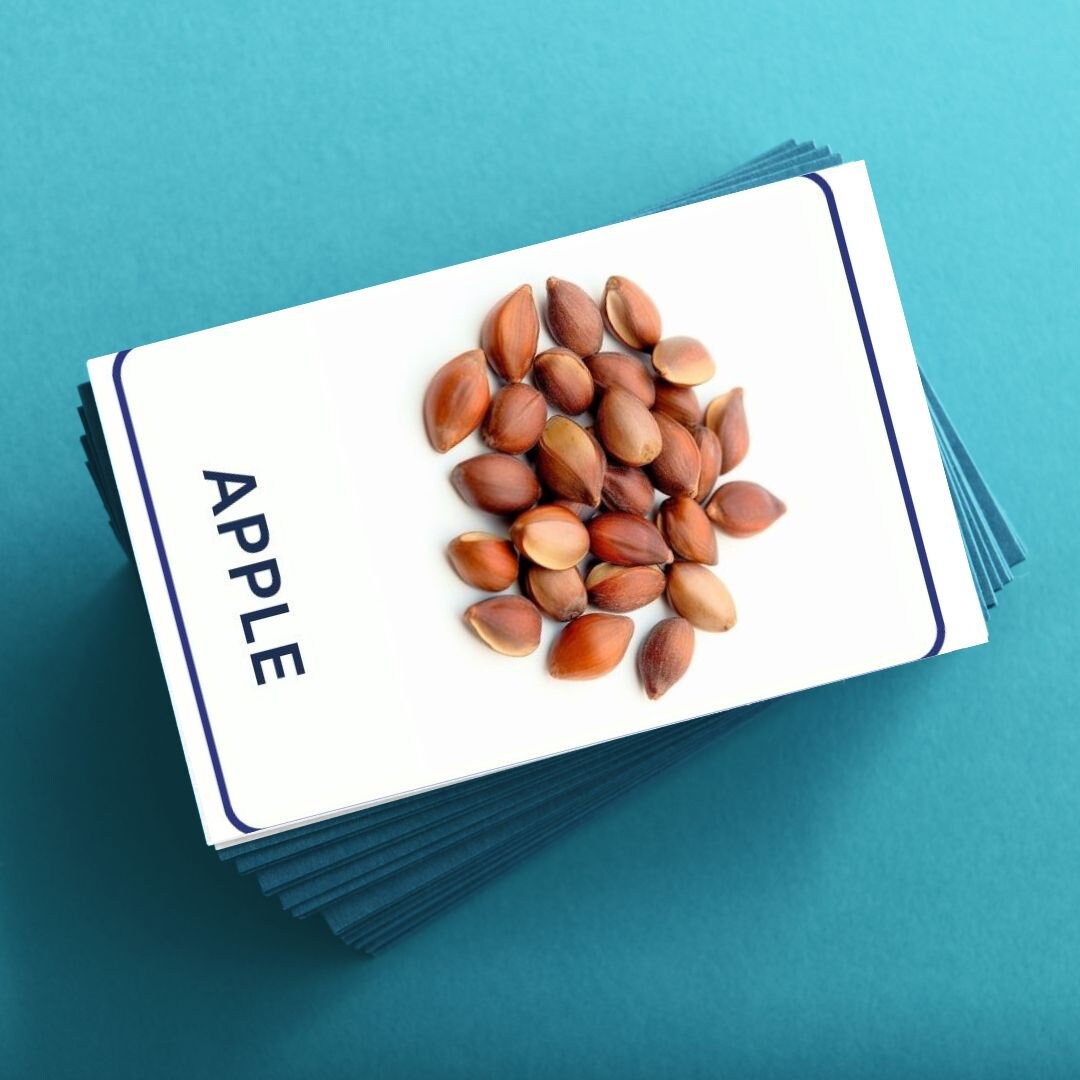 SEEDS Montessori Flash Cards, Real Pictures, 32 Editable Cards for ...