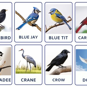 Flashcard Bundle of Animals and Creatures Bundle Includes Kids ...