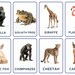 Flashcard Bundle of Animal Adventure Bundle Including African Animals ...
