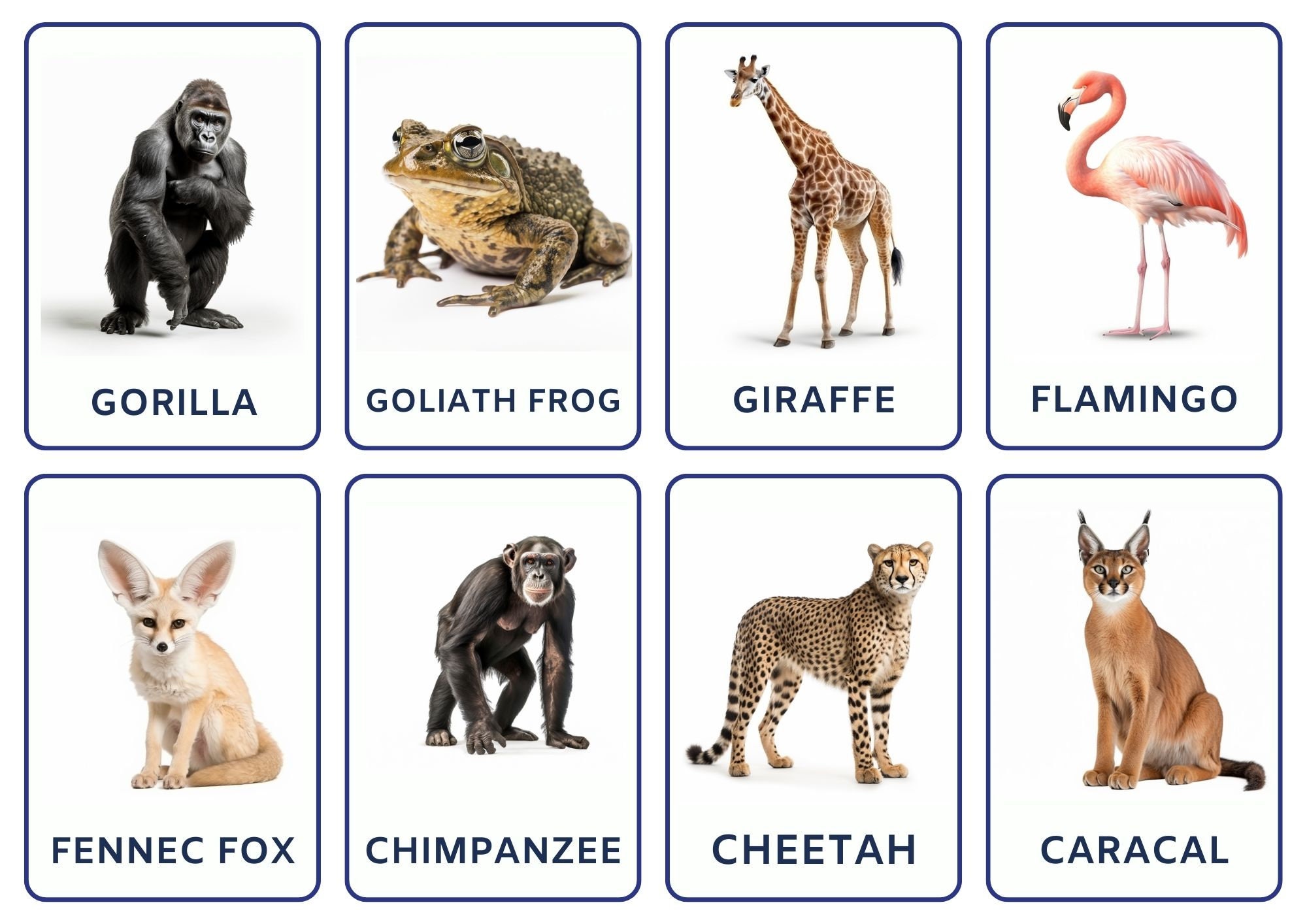 Flashcard Bundle of Animal Adventure Bundle Including African Animals ...