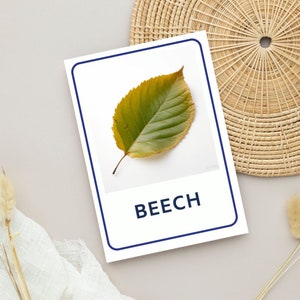 Discover Plant Leaves With 32 Editable Montessori Flash Cards ...