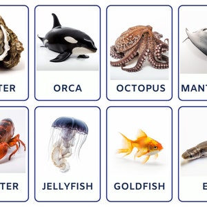 Flashcard Bundle of Animals of the World Bundle Includes Wild Animals ...