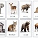 Flashcard Bundle of African Adventure Bundle Includes Desert Animals ...