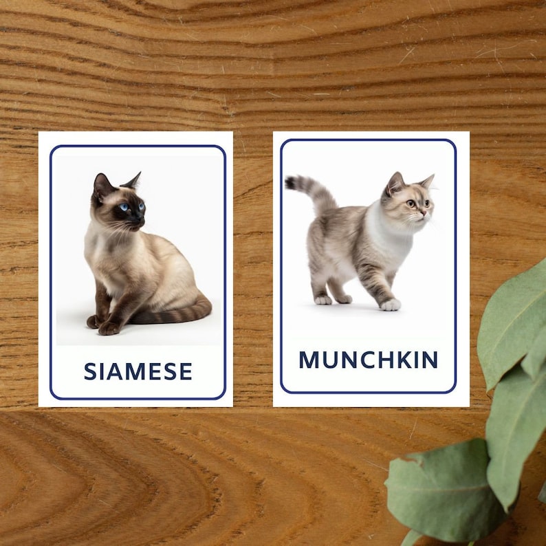 32 Cats Breed Flashcards, Kids Printable, Nomenclature Cards, Toddler ...