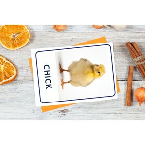 32 Domestic Animals and Birds Flashcards, Kids Printable, Nomenclature ...