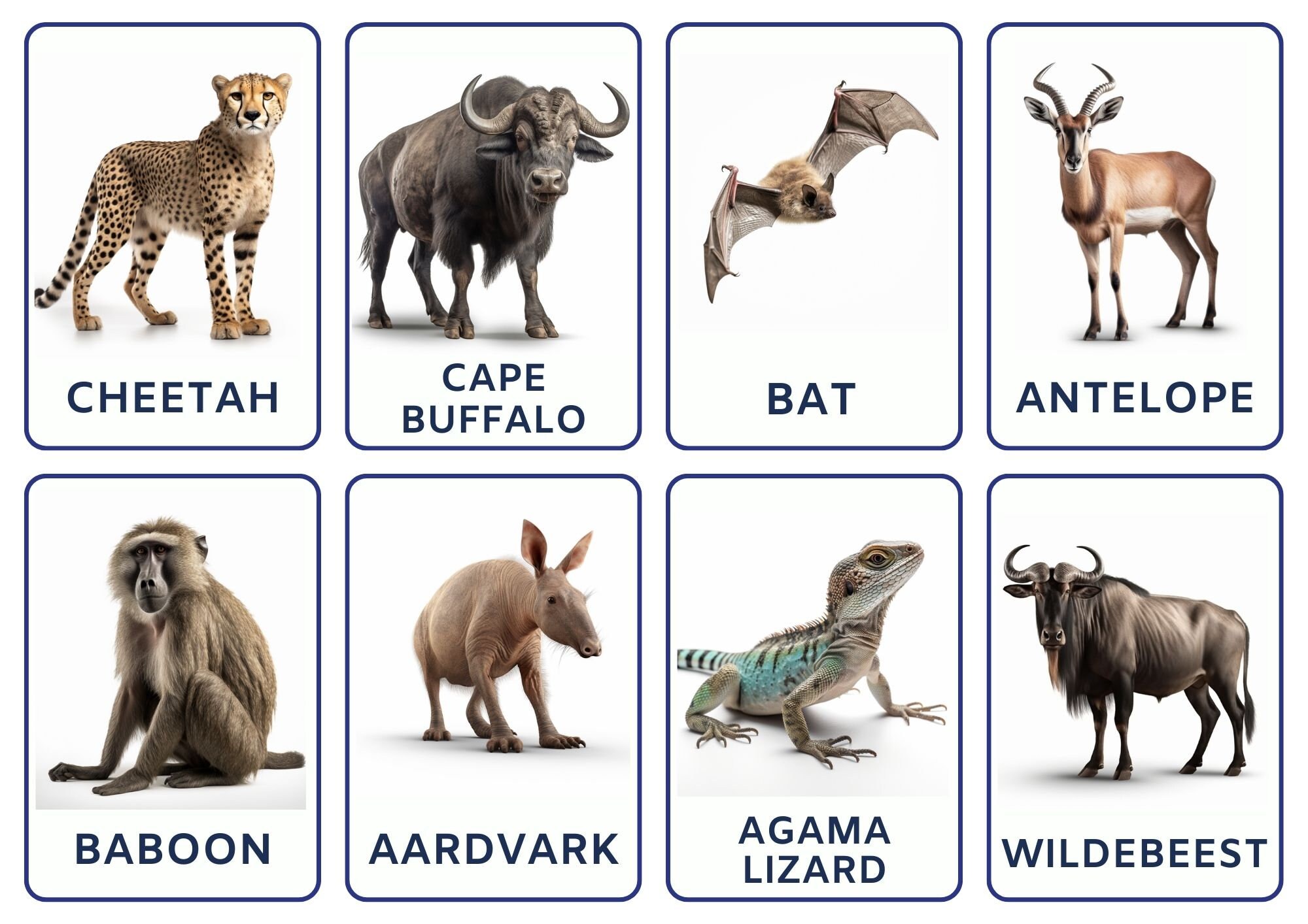 Flashcard Bundle of Animal Safari Bundle Includes Ocean Animals, Forest ...