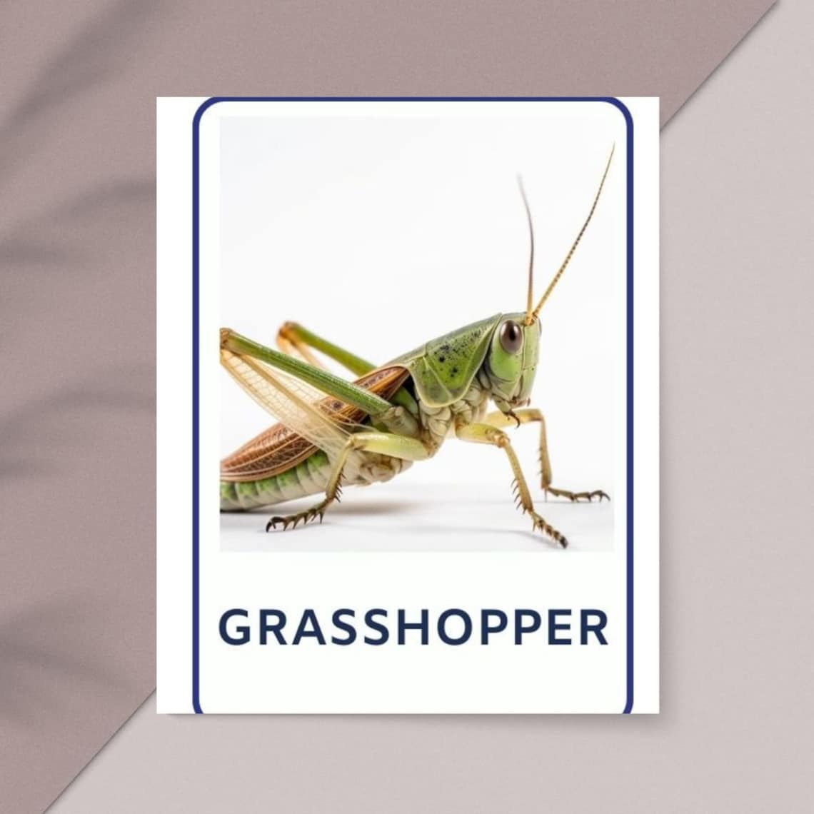 32 Insects Flash Cards, Montessori Flash Cards, Preschool Activity ...