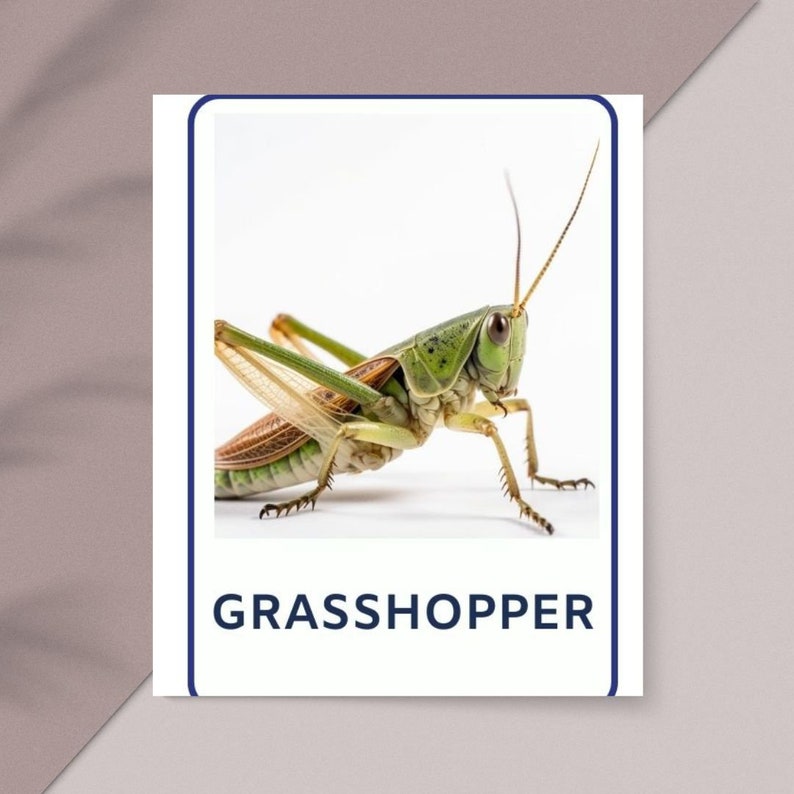 32 Insects Flash Cards, Montessori Flash Cards, Preschool Activity ...