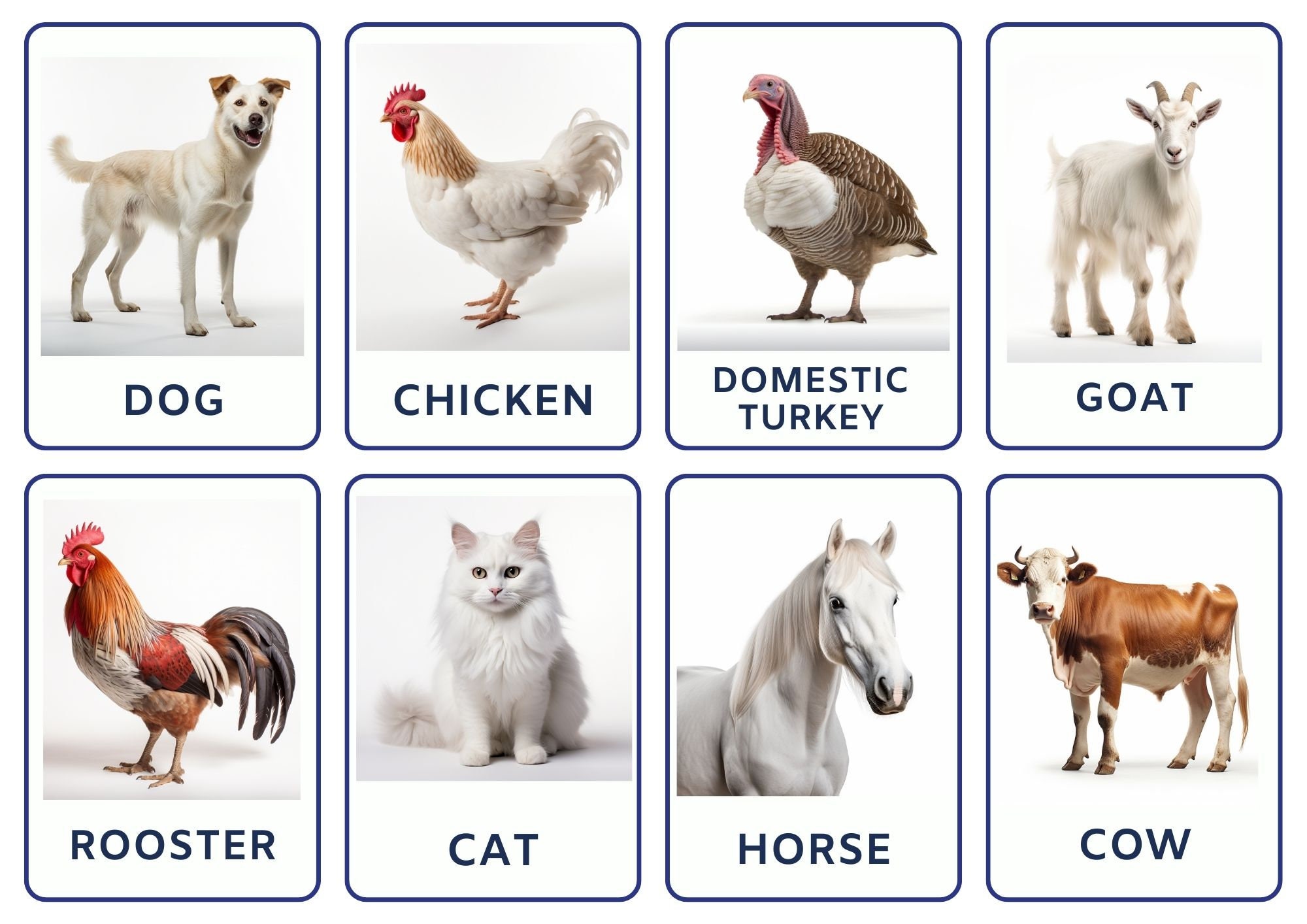 Flashcard Bundle of Animal Kingdom Bundle Includes African Animals ...