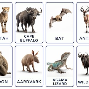 Flashcard Bundle of Wild World Bundle Including Safari Animals, Wild ...