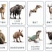 Flashcard Bundle of Wild World Bundle Including Safari Animals, Wild ...