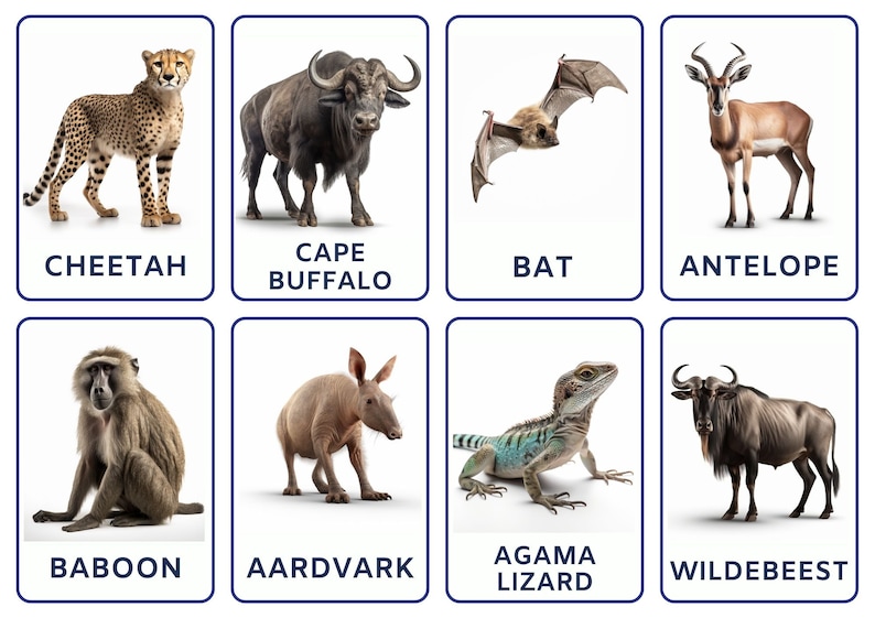Flashcard Bundle of Wild World Bundle Including Safari Animals, Wild ...