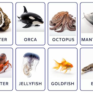 Flashcard Bundle of Animal Adventure Bundle Including African Animals ...