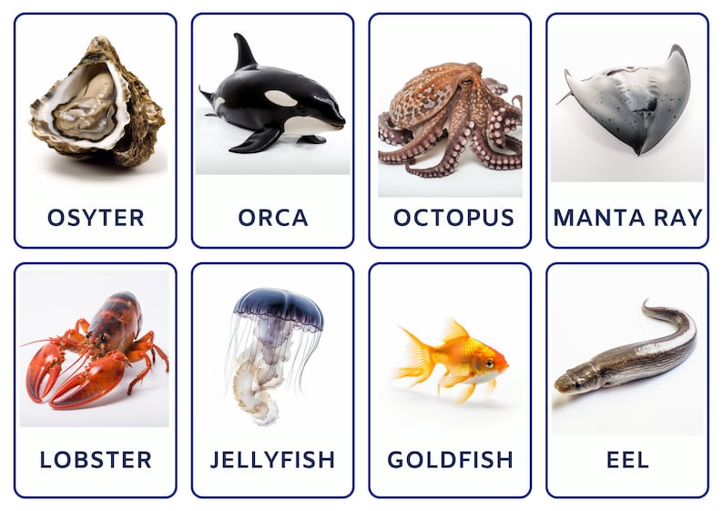 Flashcard Bundle of Animal Adventure Bundle Including African Animals ...