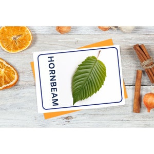 Discover Plant Leaves With 32 Editable Montessori Flash Cards ...