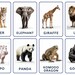 Safari and Jungle Animal Flashcards, Zoo, Woodland, Wild Animals ...